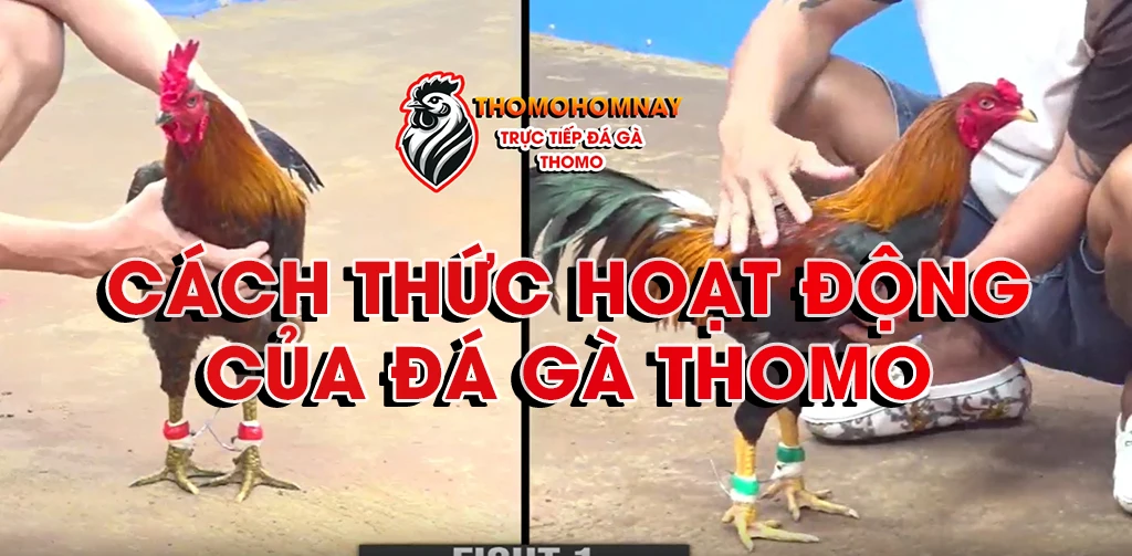 Thomohomnay ĐÁ GÀ TRỰC TIẾP THOMO HÔM NAY 2025