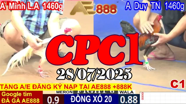 Thomohomnay ĐÁ GÀ TRỰC TIẾP THOMO HÔM NAY 2025