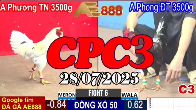 Thomohomnay ĐÁ GÀ TRỰC TIẾP THOMO HÔM NAY 2025